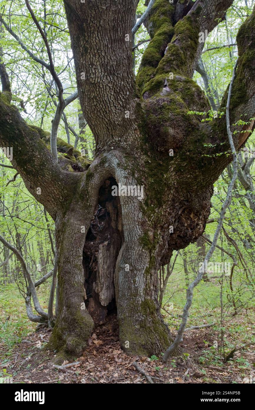 Old majestic tree hi-res stock photography and images - Alamy