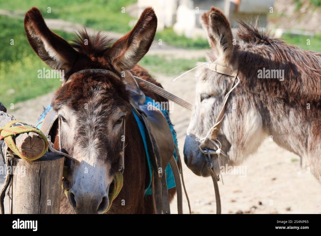 donkey near spring garden Stock Photo - Alamy