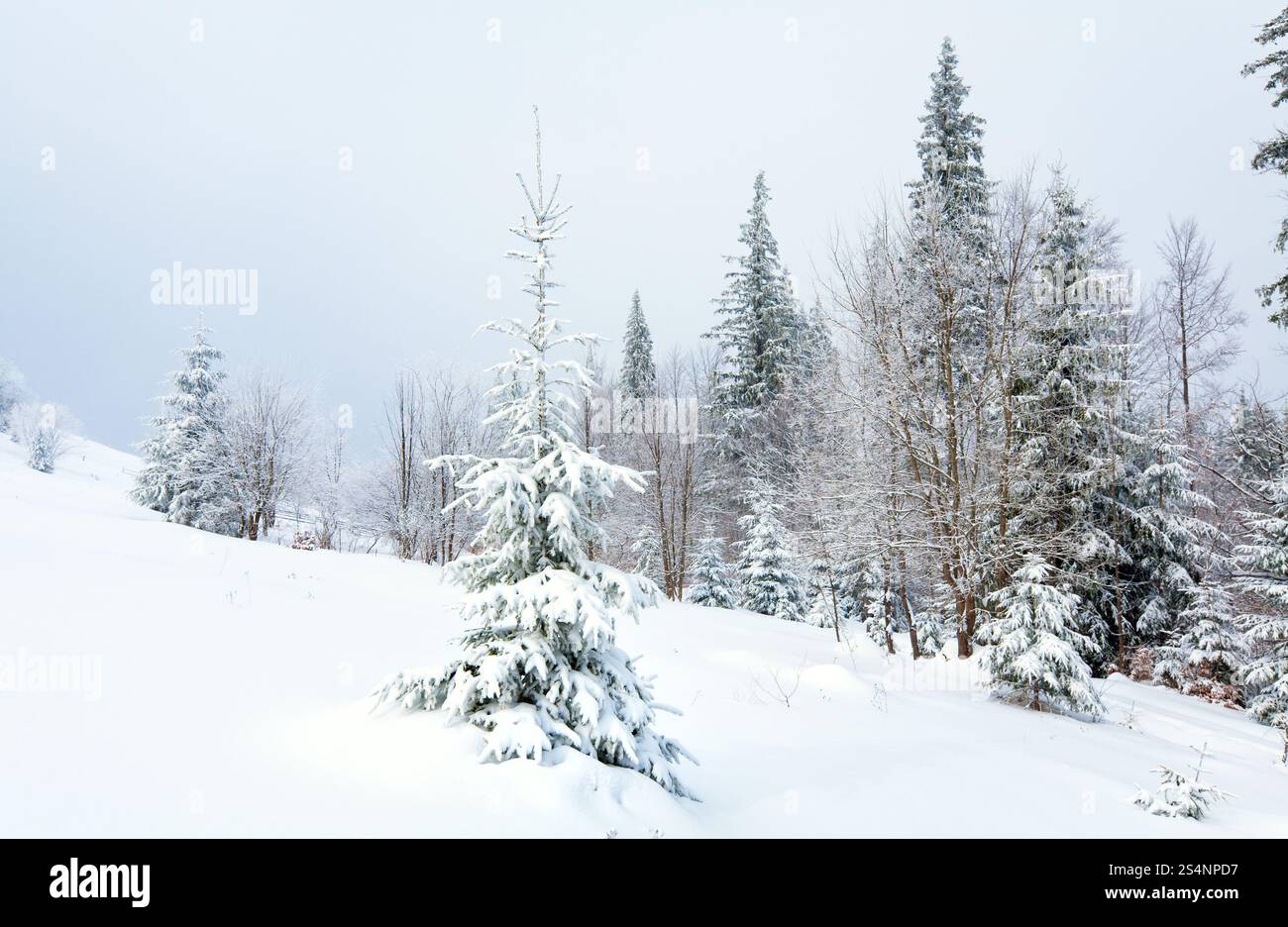 winter dull day mountain landscape with snowy fir trees on hill Stock ...