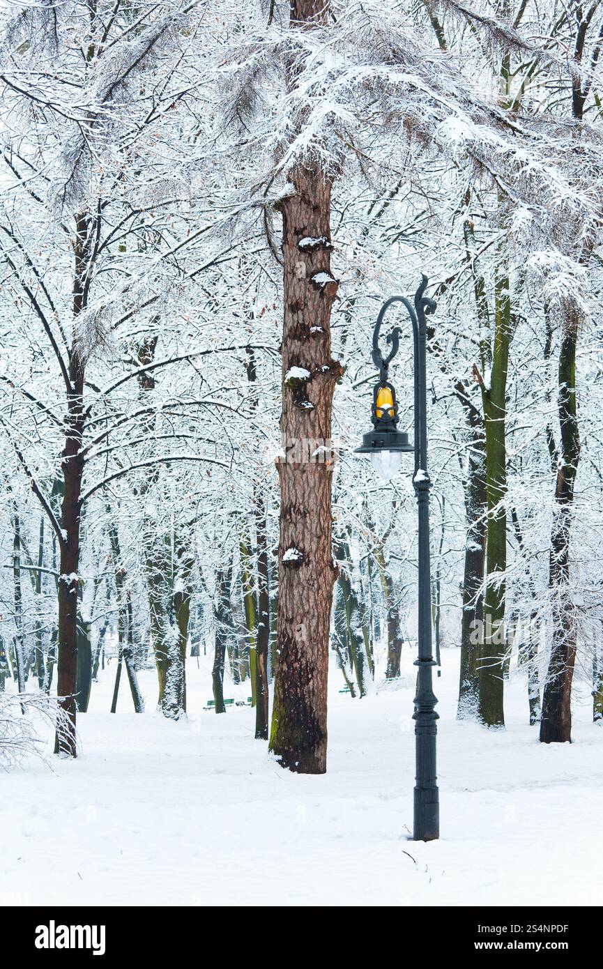 snowbound trees in winter city park (dull day Stock Photo - Alamy