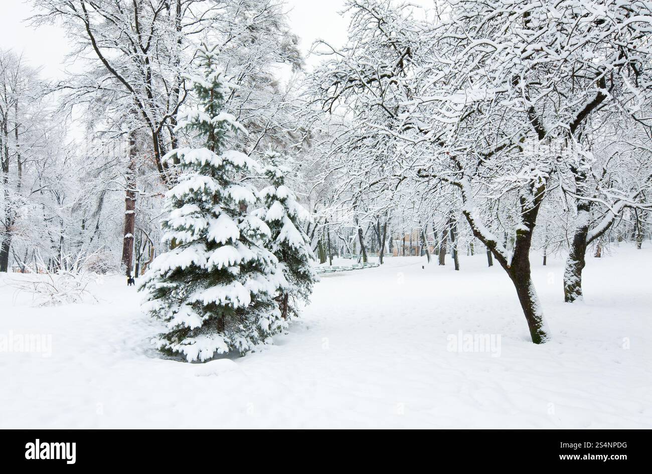 snowbound trees in winter city park (dull day Stock Photo - Alamy