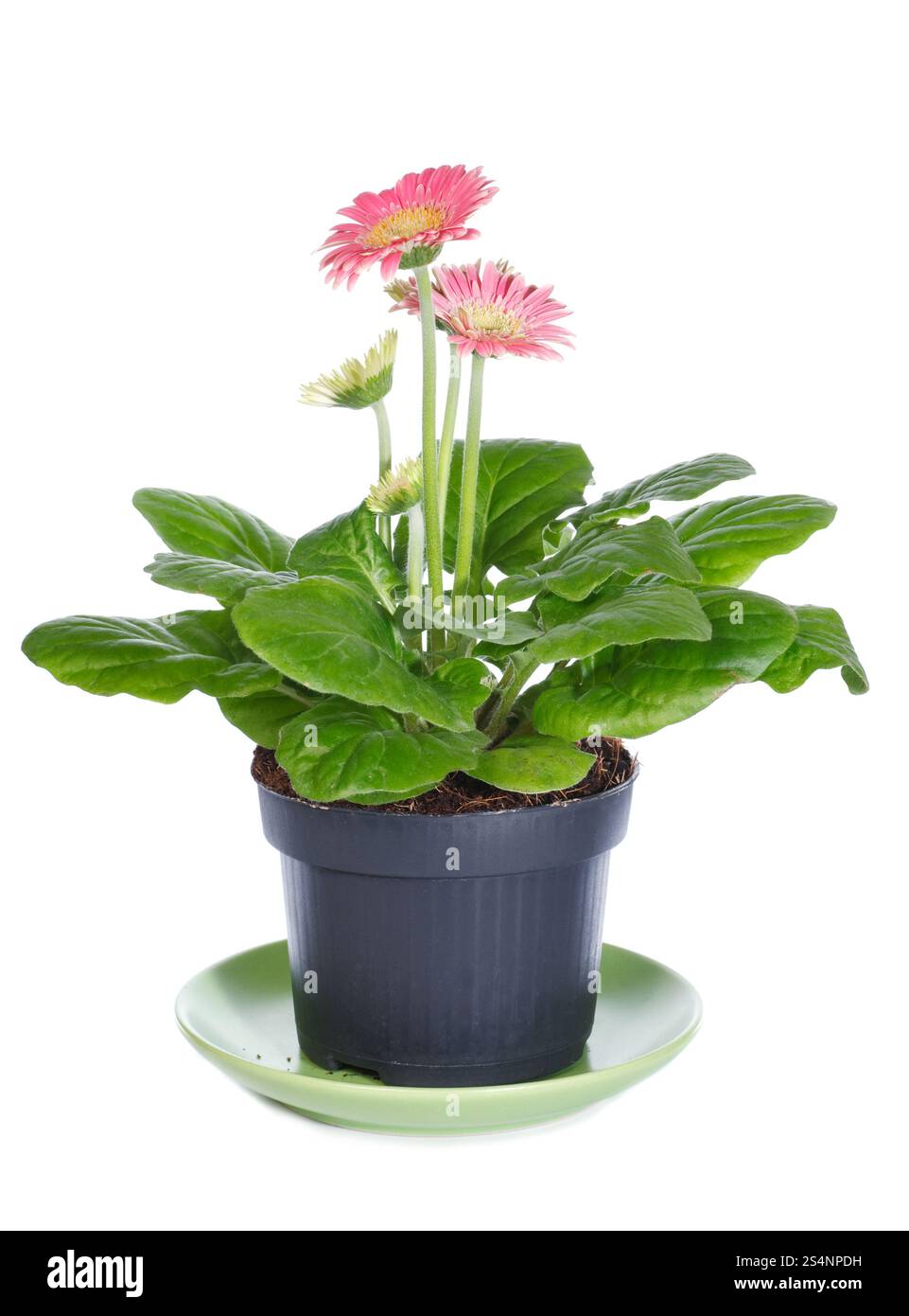 A pot of beautiful pink gerbera flowers isolated on white background ...