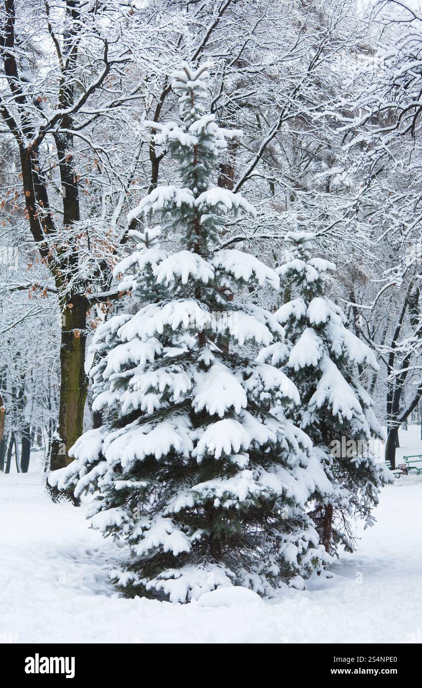 snowbound trees in winter city park (dull day Stock Photo - Alamy