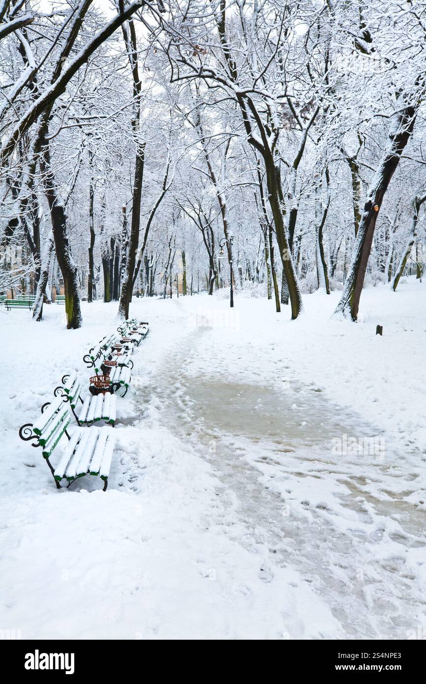 snowbound trees in winter city park (dull day Stock Photo - Alamy