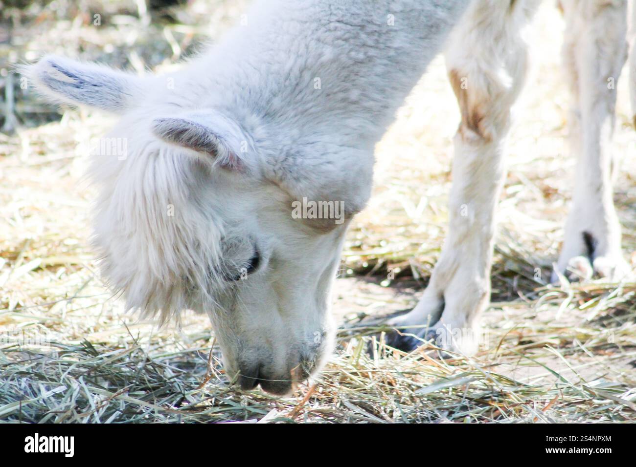 Alpaca white wool animal on farm. Portrait Stock Photo - Alamy