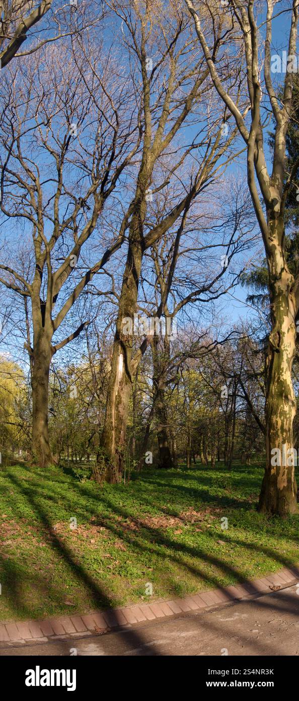 Big trees in park and their shadows (vertical panorama, four shots ...