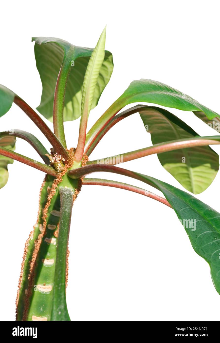 Green spotted leaf fragment of window plant "Dieffenbachia". Composite ...