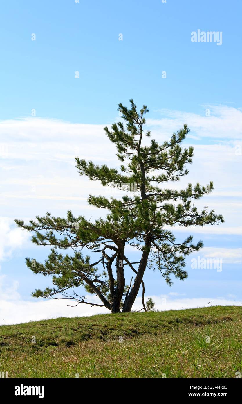 Lonely pine tree tree hi-res stock photography and images - Alamy