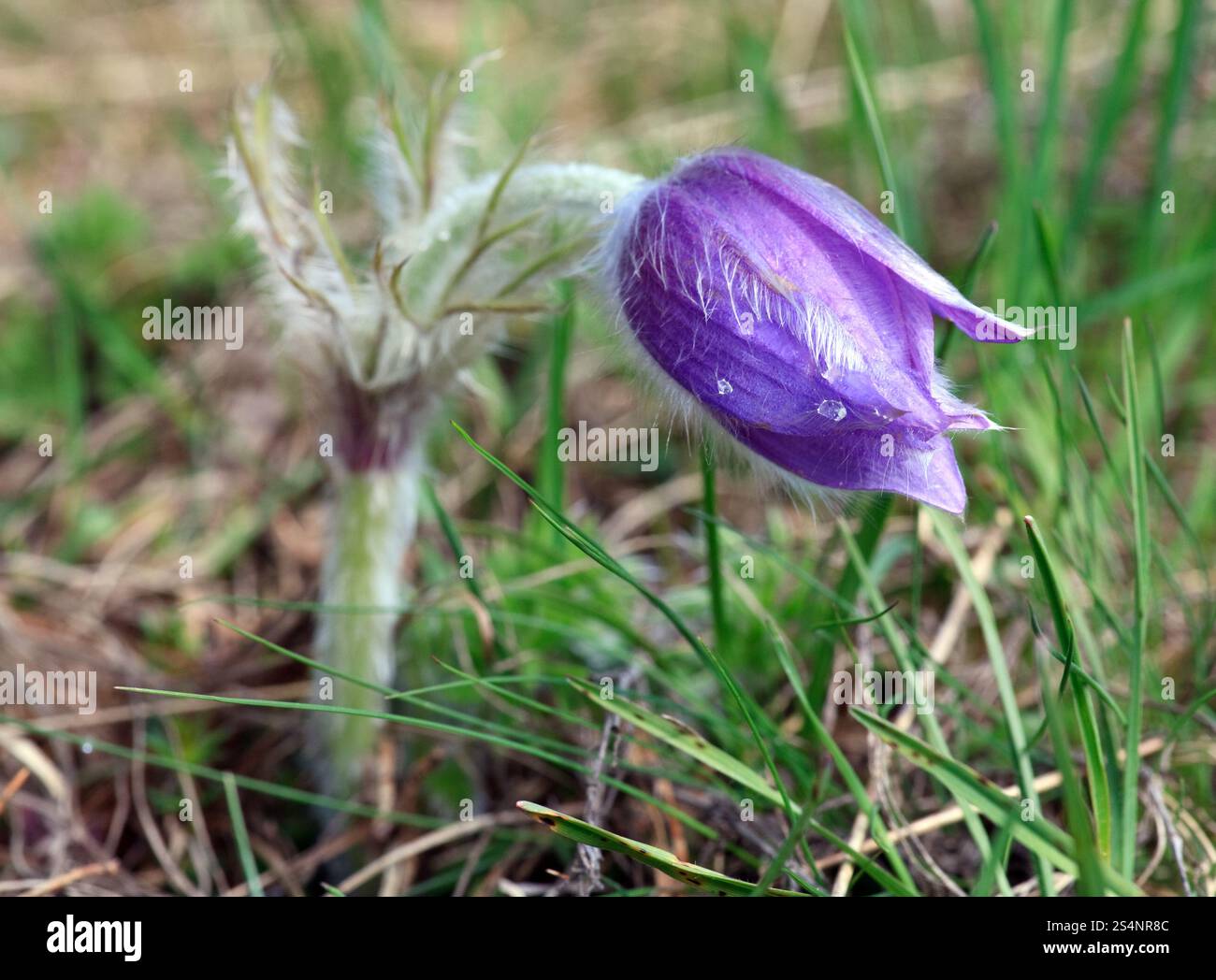 Spring violet pasque-flower with drop of dew (close-up Stock Photo - Alamy
