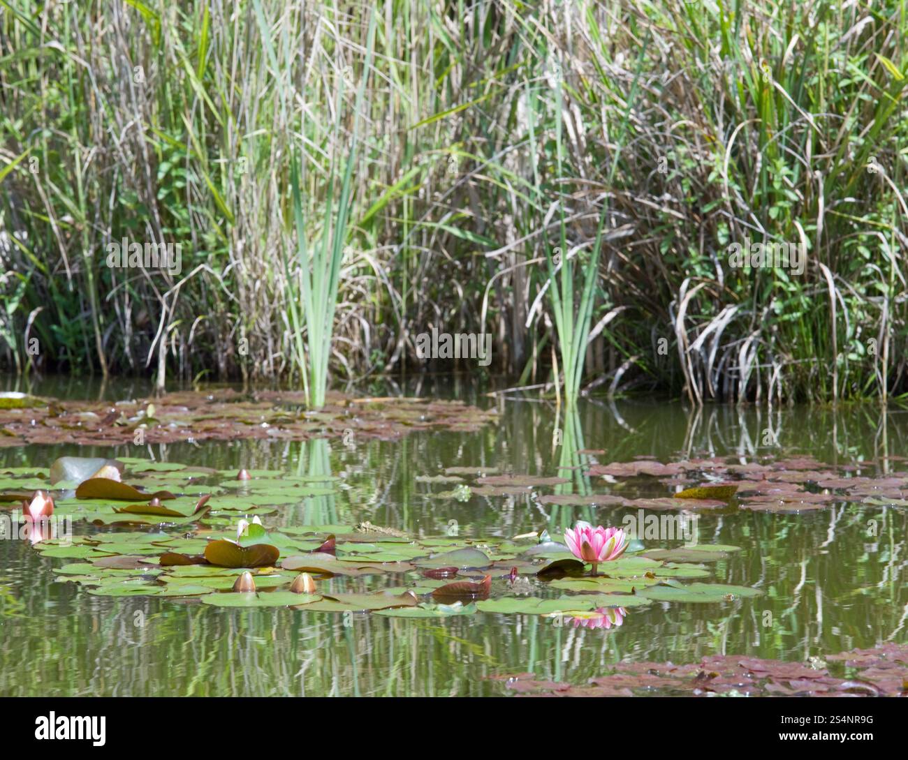 Small garden pond summer hi-res stock photography and images - Alamy