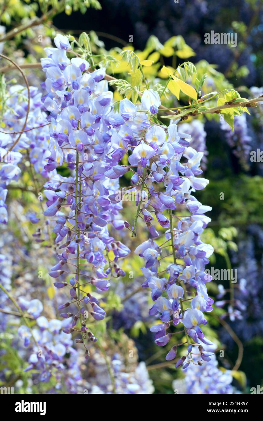 Blossom plant Wisteria sinensis" with violet flowers in spring park ...