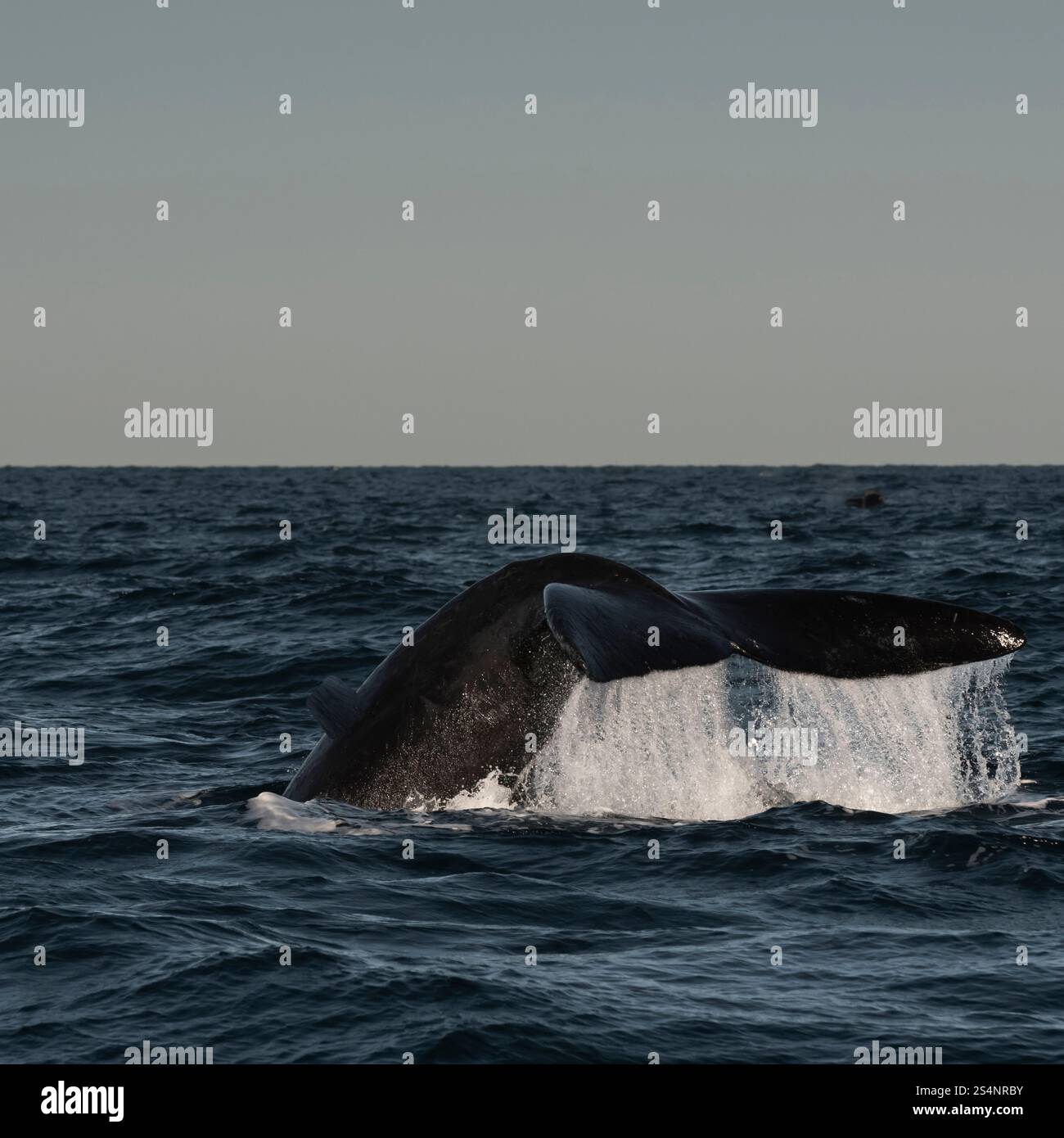 Sohutern right whale tail lobtailing, endangered species, Patagonia ...