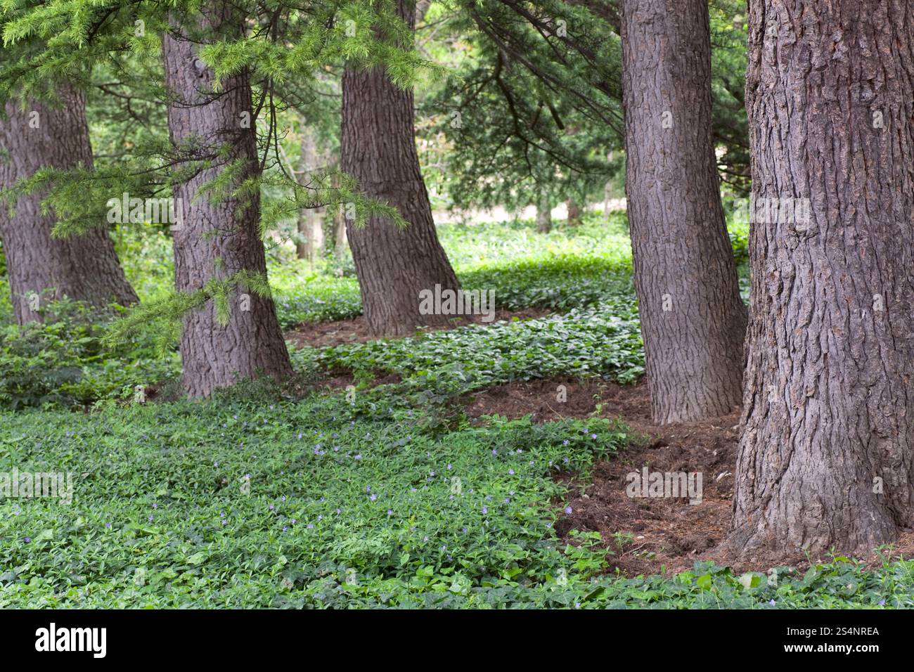 basal trunk part of old majestic cedar tree Stock Photo - Alamy
