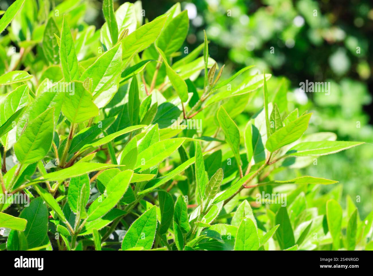 green spring bush in park (nature background Stock Photo - Alamy