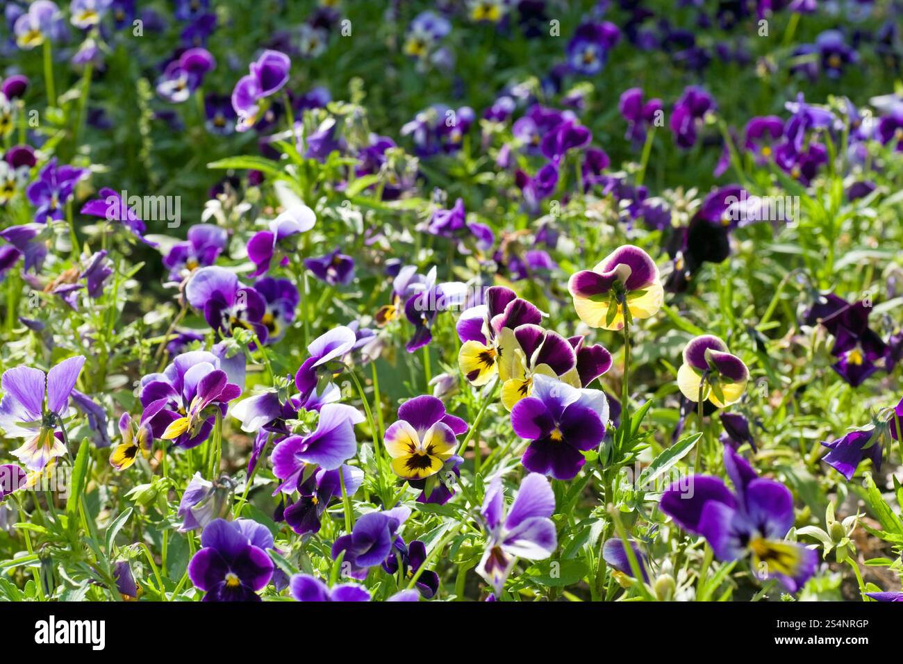 garden violet Viola tricolor" with flowers (spring background Stock ...