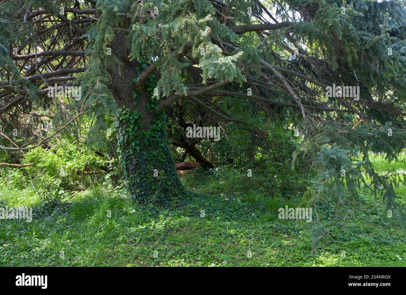 Fir tree trunk hi-res stock photography and images - Alamy