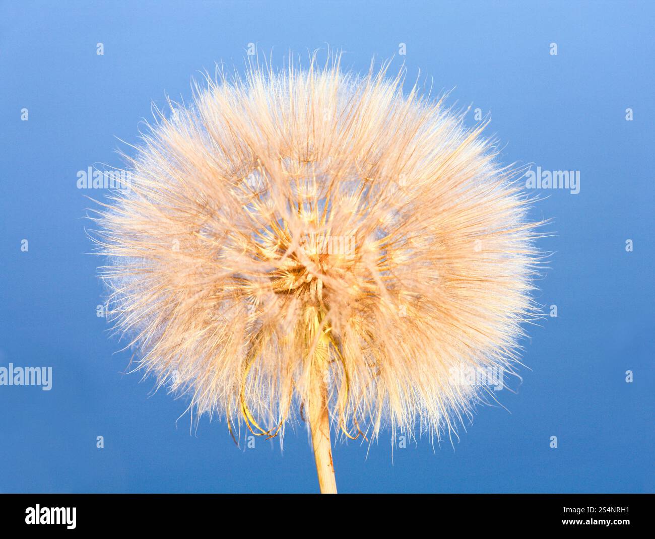 Dandelion flower with fluff on blue sky background Stock Photo - Alamy