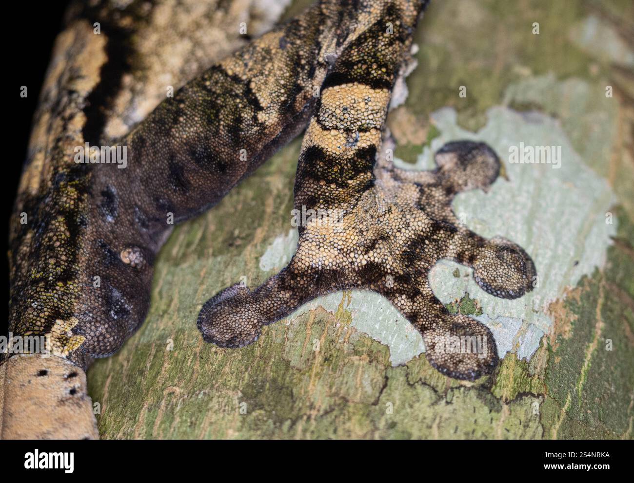 A close up of a Leaf-tailed Gecko foot Stock Photo - Alamy