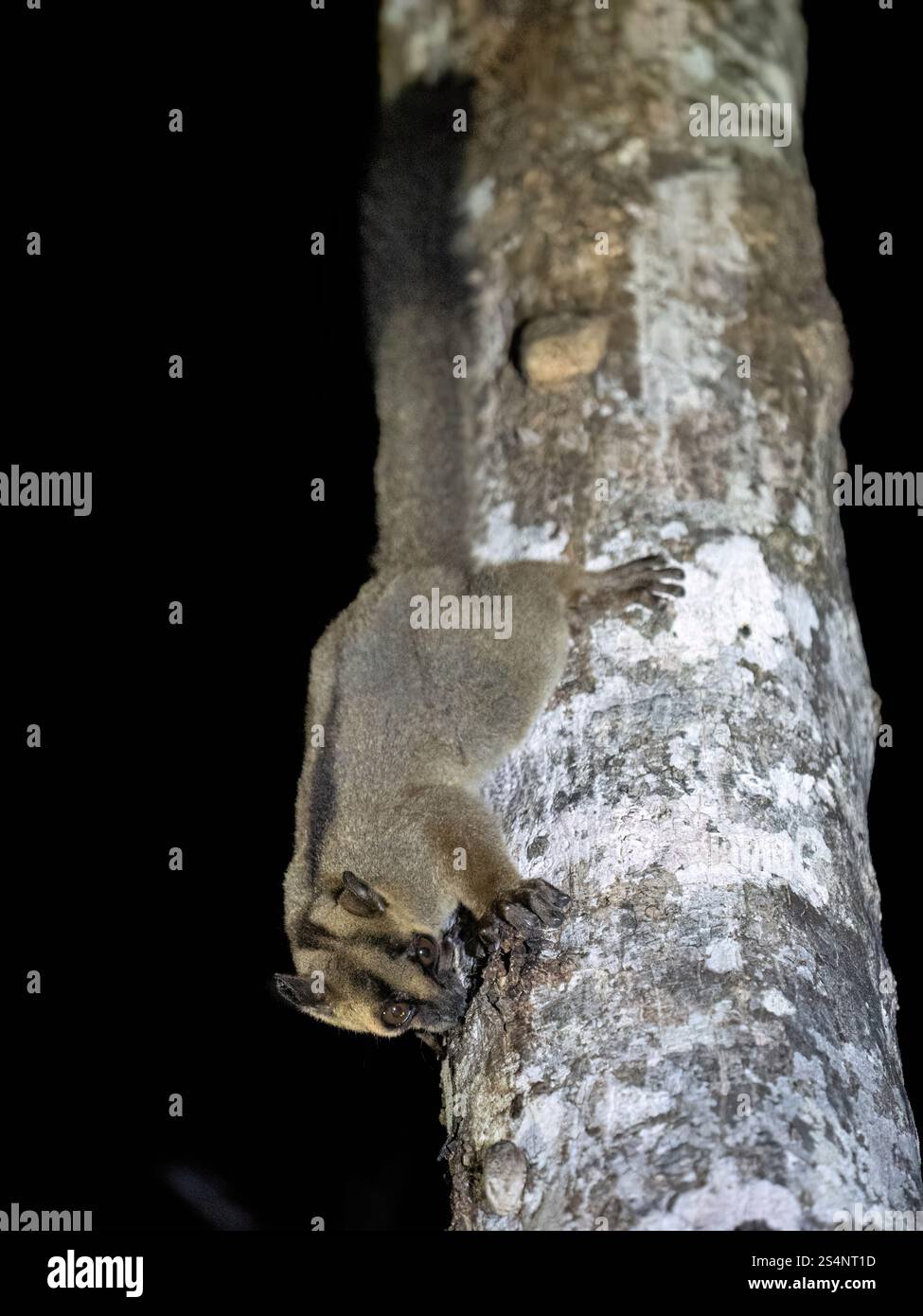 A Pale Fork-marked Lemur (Phaner pallescens) foraging on a tree at ...