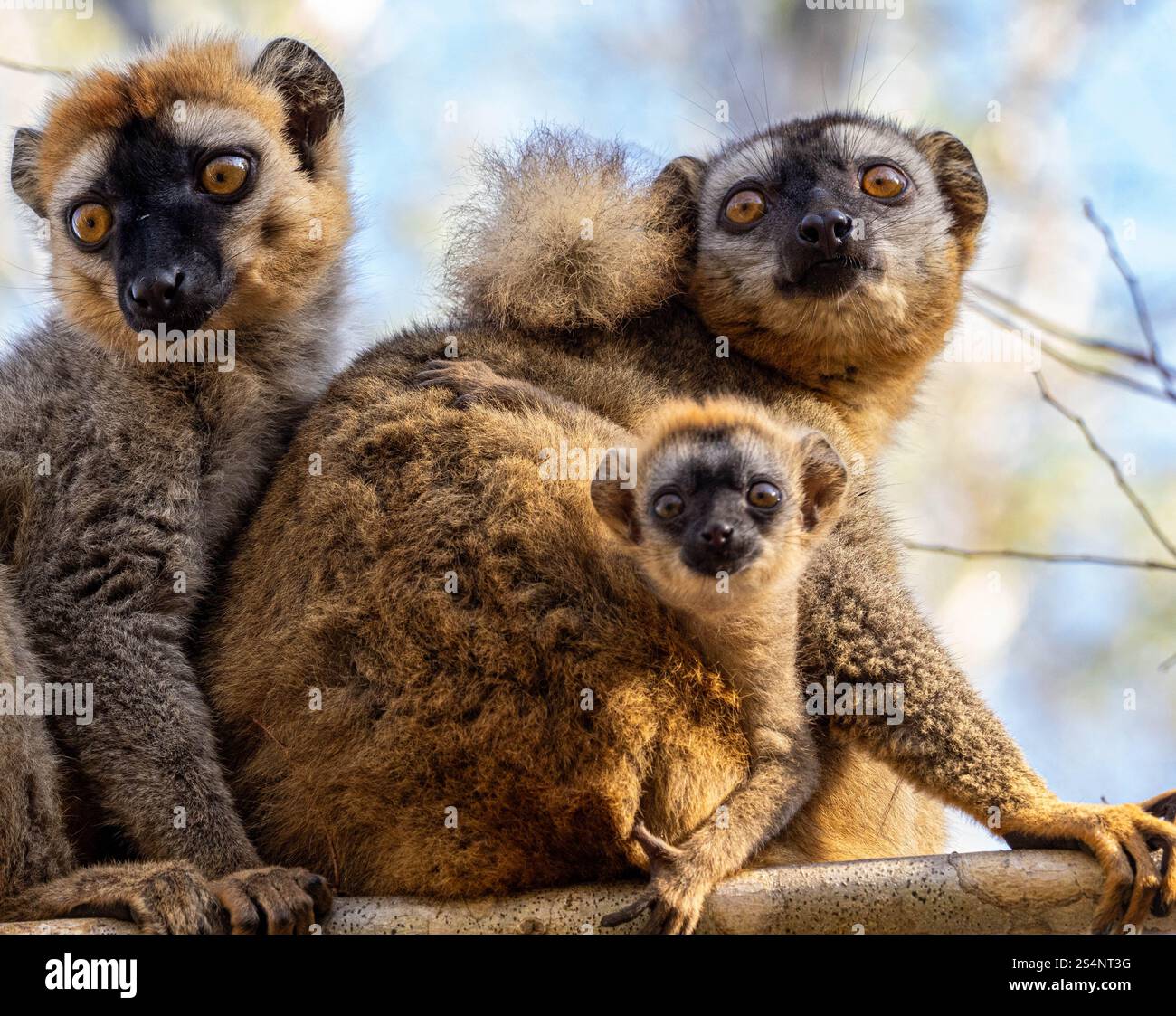 A Common Brown Lemur (Eulemur fulvus) family on a tree in Madagascar ...
