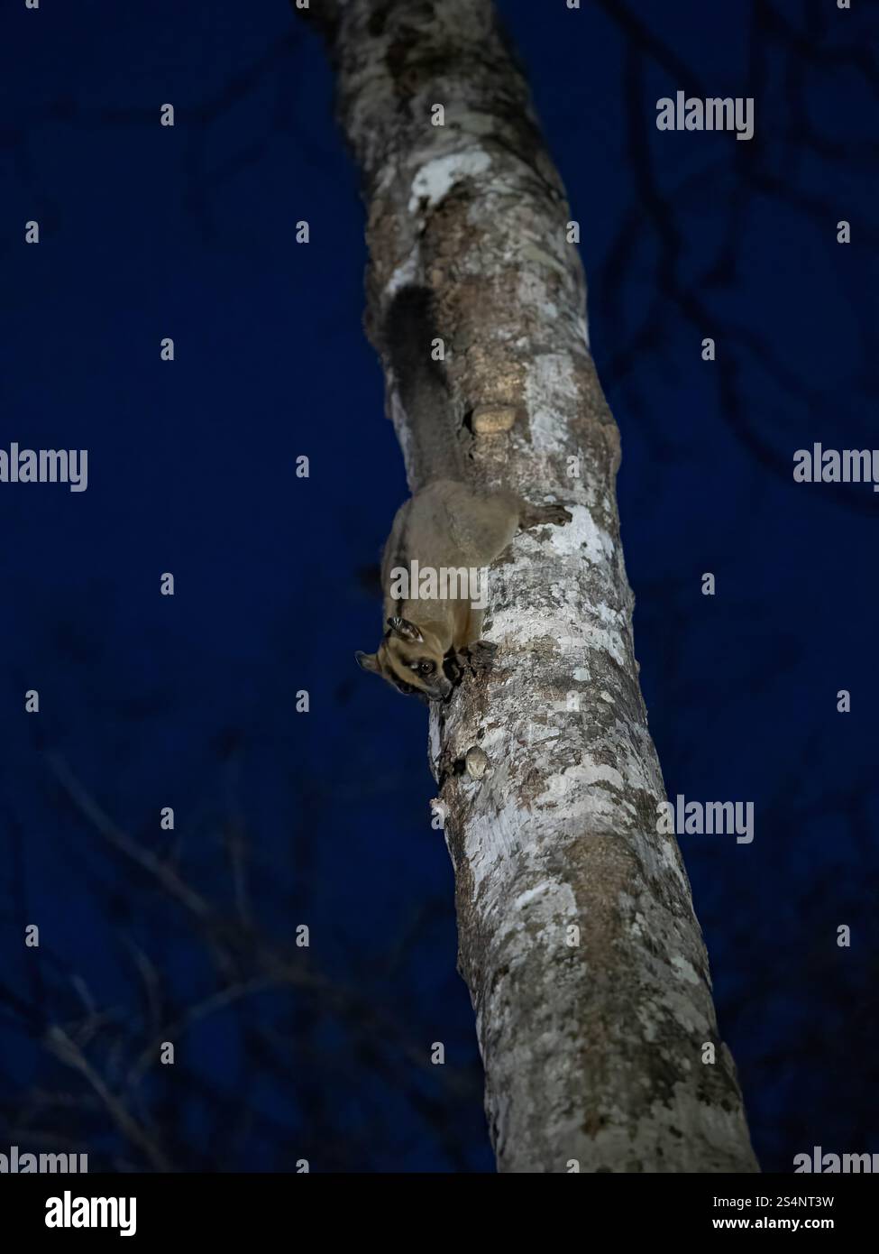 A Pale Fork-marked Lemur (Phaner pallescens) foraging on a tree at ...