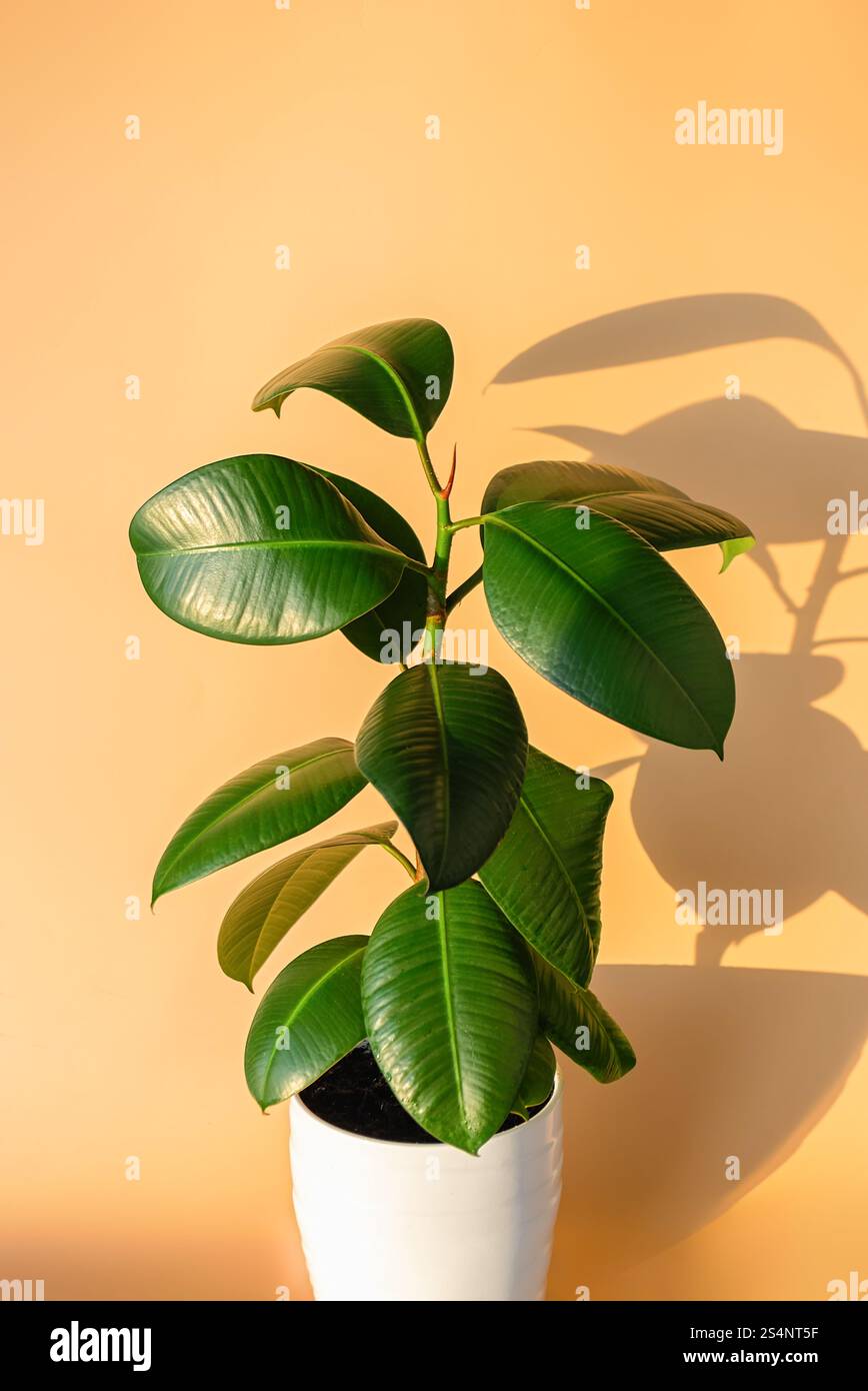 Rubber plant, Indian rubber tree, Ficus Elastica closeup. Vertical crop ...