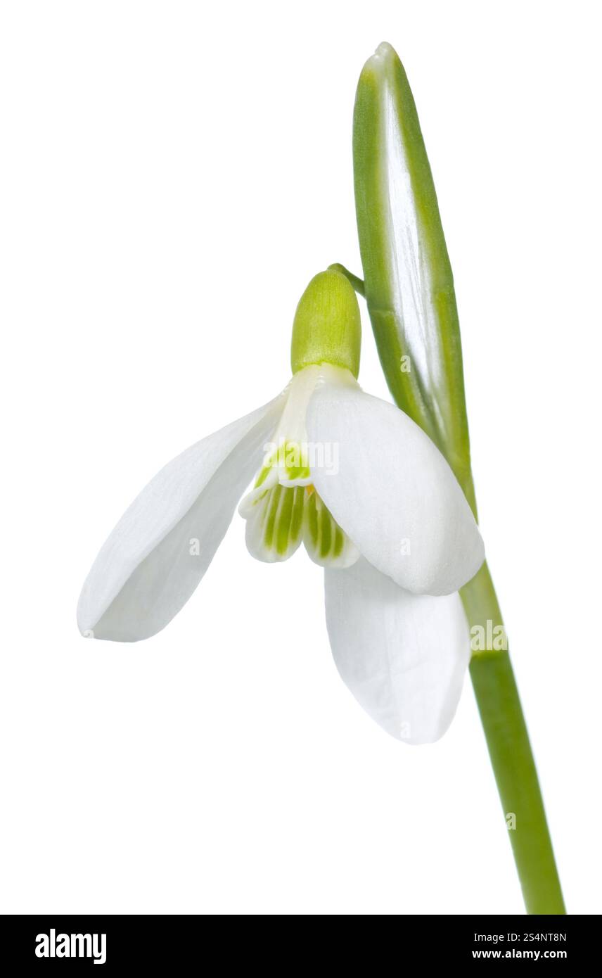 Photo of snowdrop Cut Out Stock Images & Pictures - Alamy