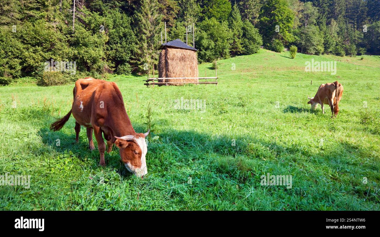 Haystack and cows on summer morning mountainside (Carpathian, Ukraine ...