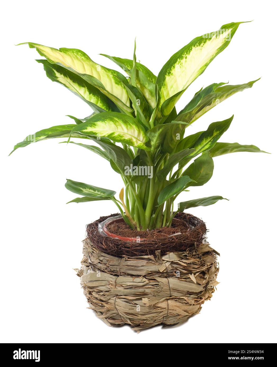 Window plant "Euphorbia leucocephala" isolated on white background ...