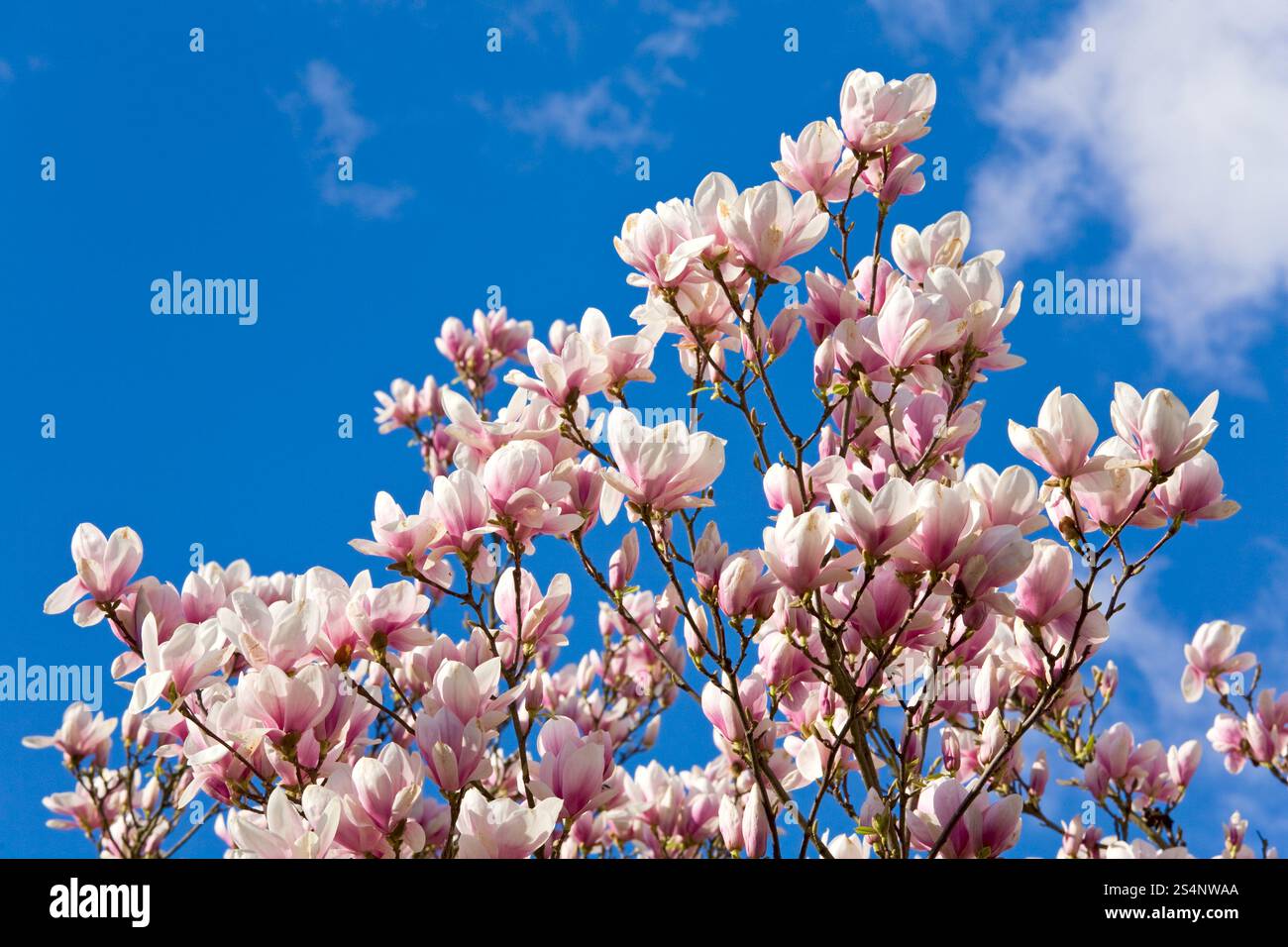 Blossoming twig of magnolia-tree on blue sky with cloud background ...