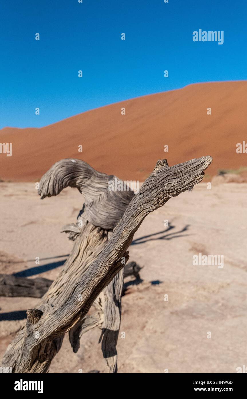 Landscape shot of the iconic dead trees of the Namibian deadvlei area ...