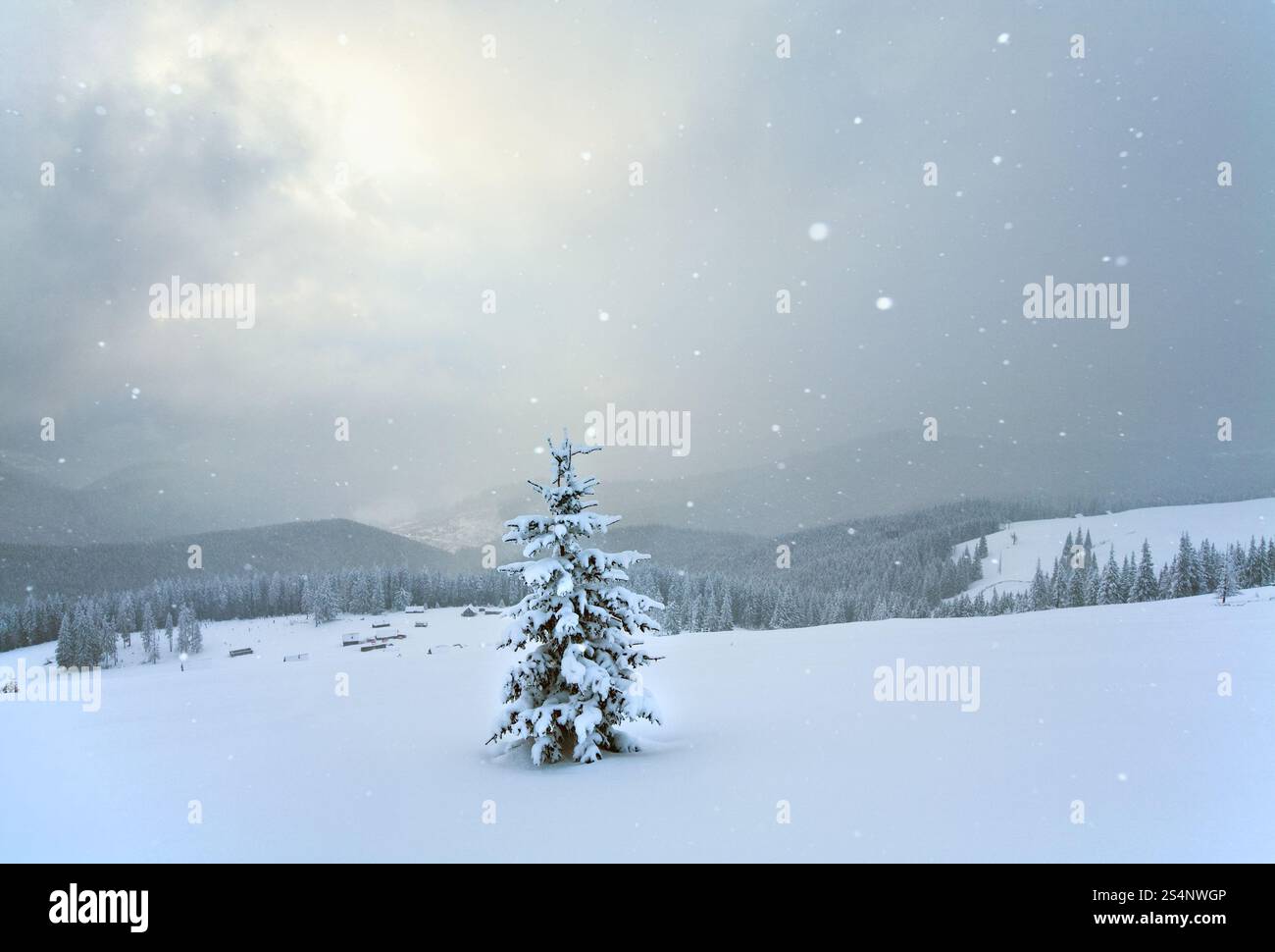 winter calm mountain landscape with snowfall ang beautiful fir trees on ...