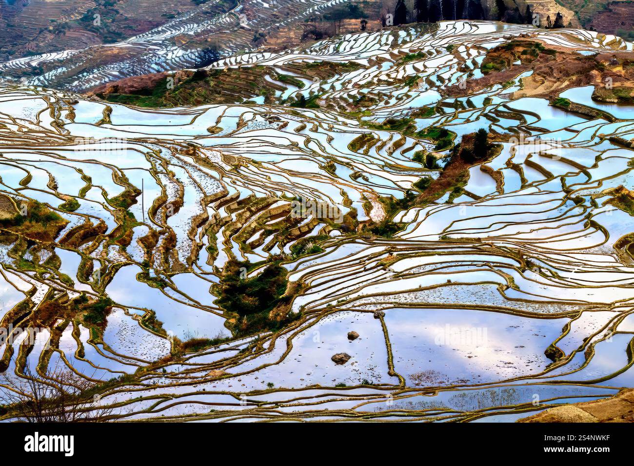 rice terraces of Yuanyang, south Yunnan province, China. In winter, the ...