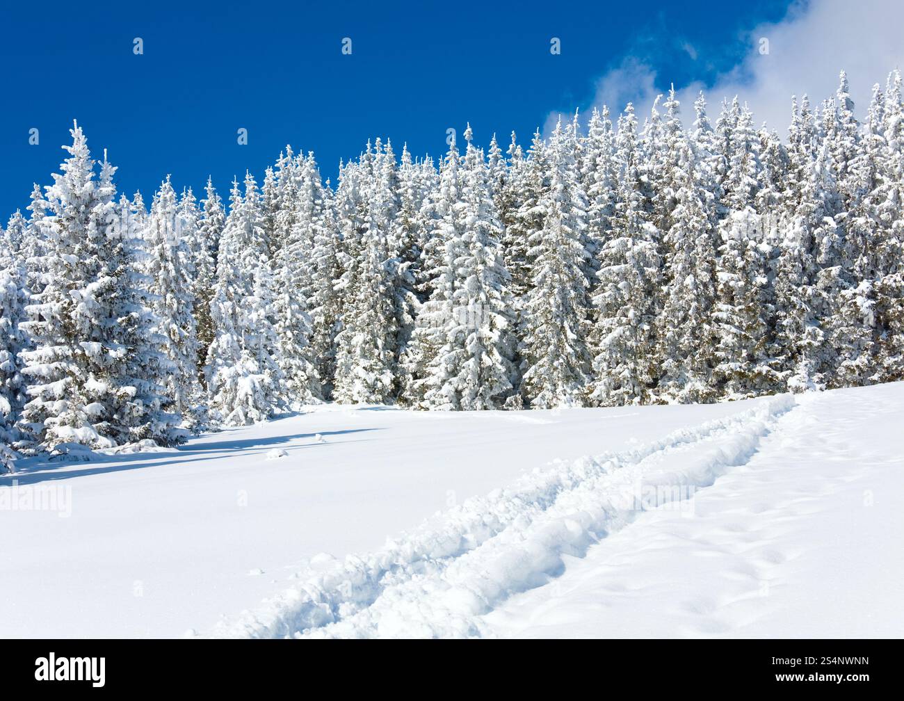 Ski trace on snow surface and winter fir forest behind Stock Photo - Alamy