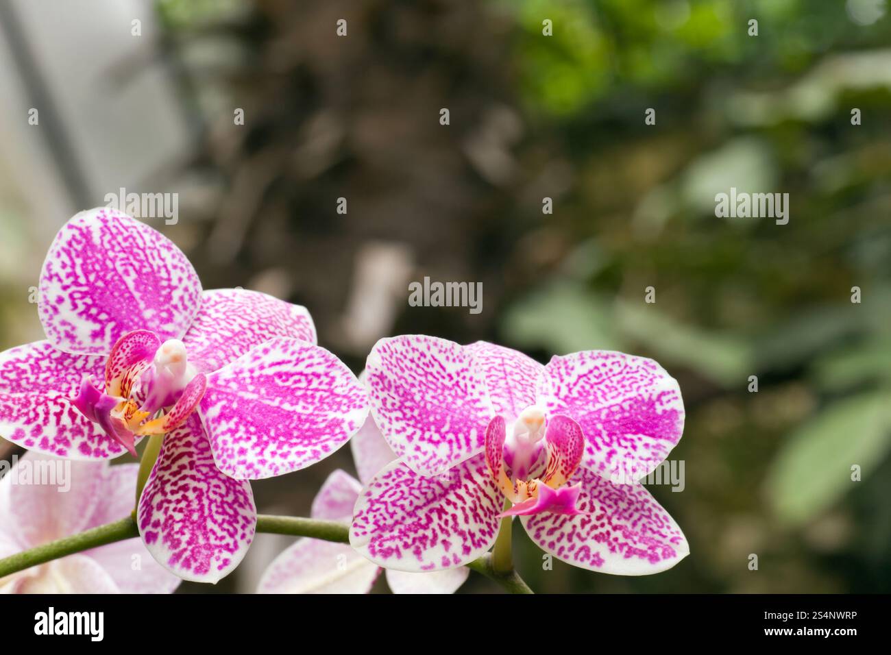 beautiful magenta-white blotchy orchid flowers cluster (macro Stock ...