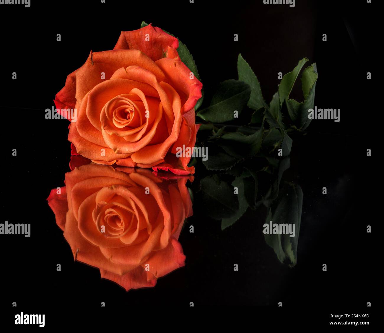 A red rose lies on a reflective surface, casting a vivid mirror image ...