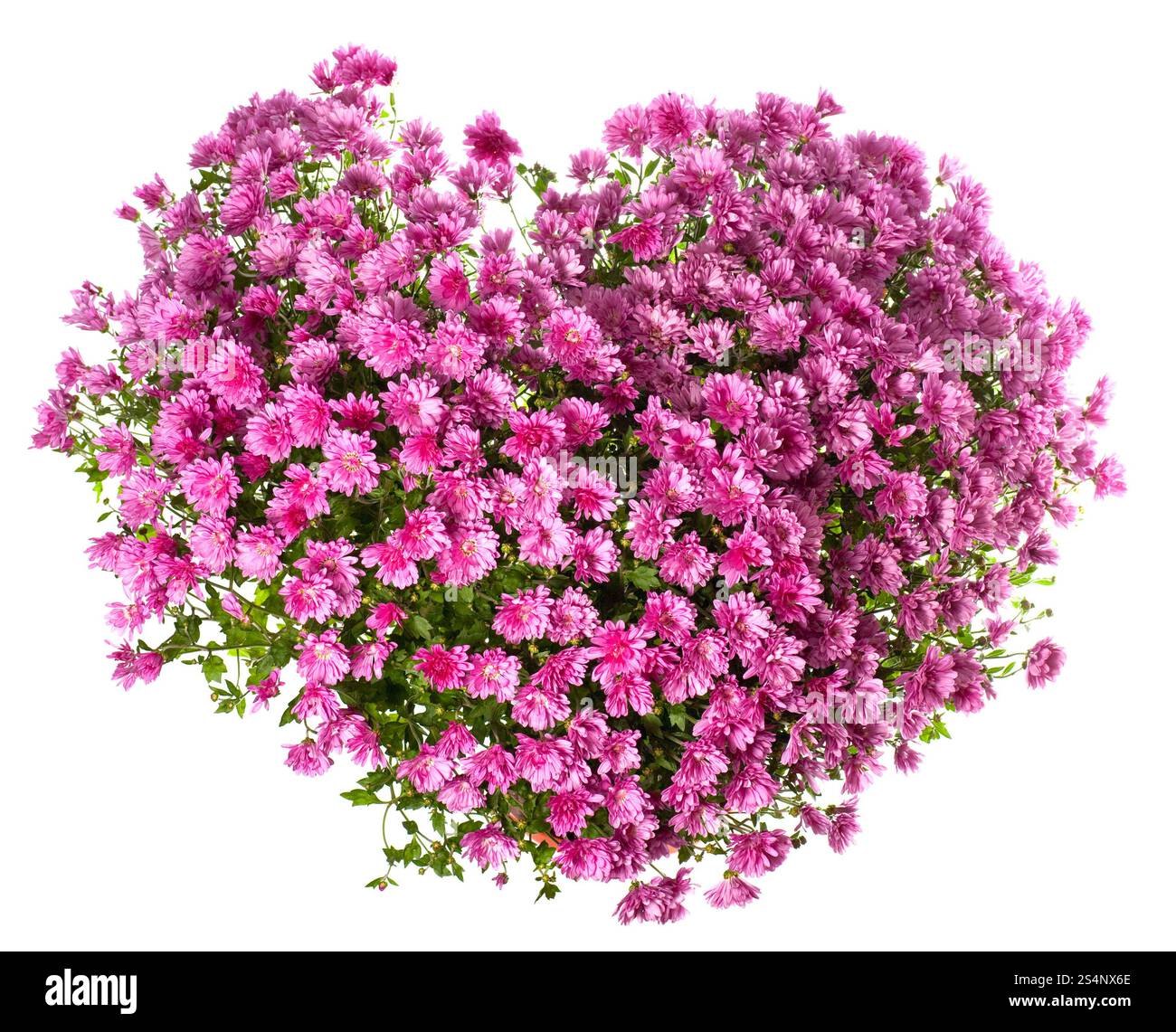 Potted magenta chrysanthemums bush in heart shape (isolated on white ...