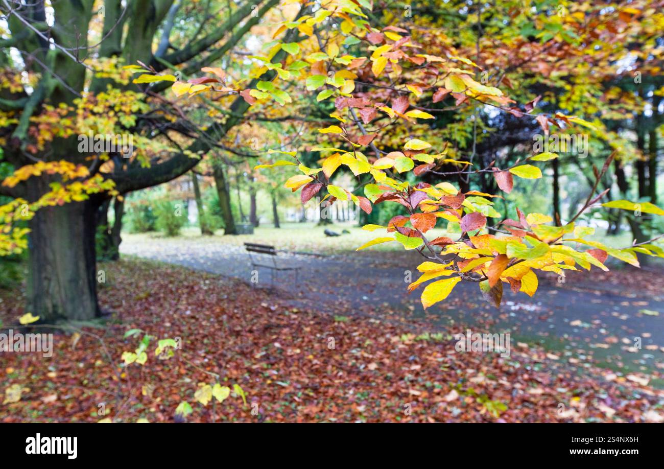 Autumn beech tree twig and park path behind Stock Photo - Alamy