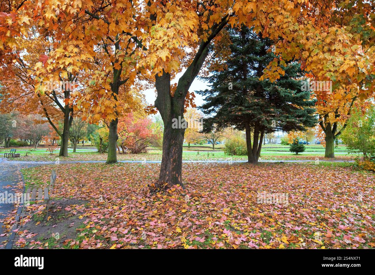 Golden autumn city park (with big maple tree on front Stock Photo - Alamy