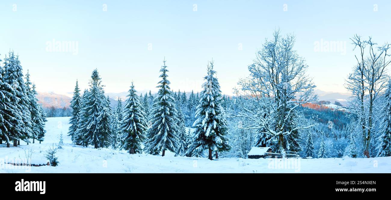 Winter sunset mountain landscape with fir trees forest (Carpathian ...