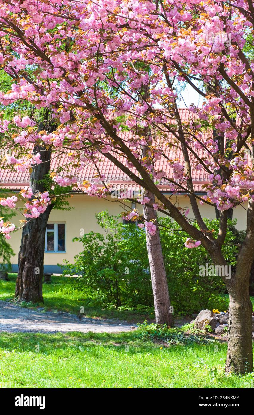 pink japanese cherry tree blossom (Uzhgorod City, Ukraine Stock Photo ...