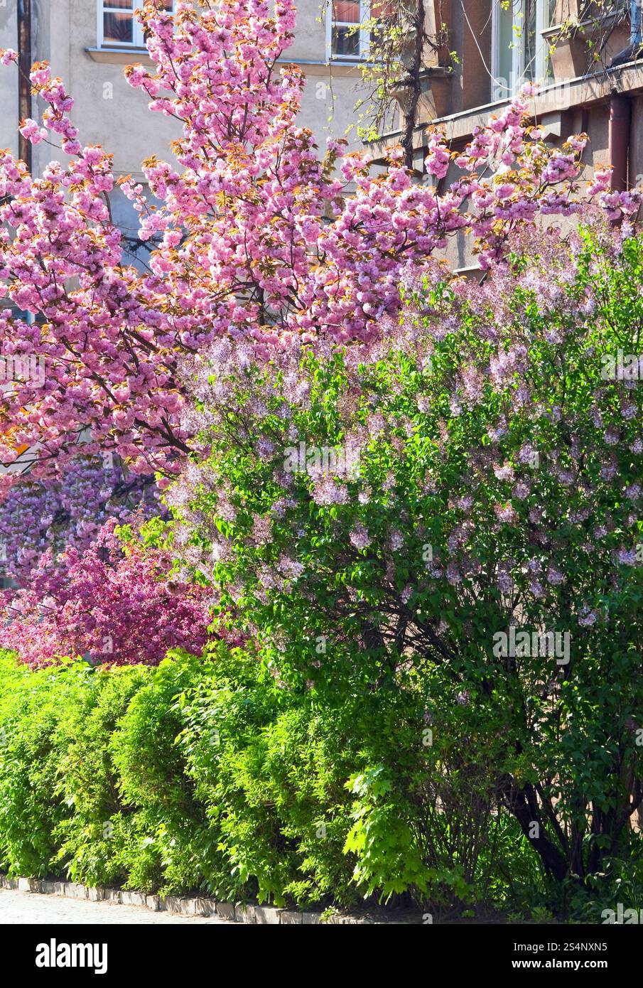 pink japanese cherry tree blossom (Uzhgorod City, Ukraine Stock Photo ...