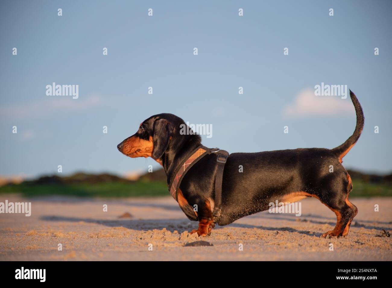 Dachshund on a beach Stock Photo - Alamy