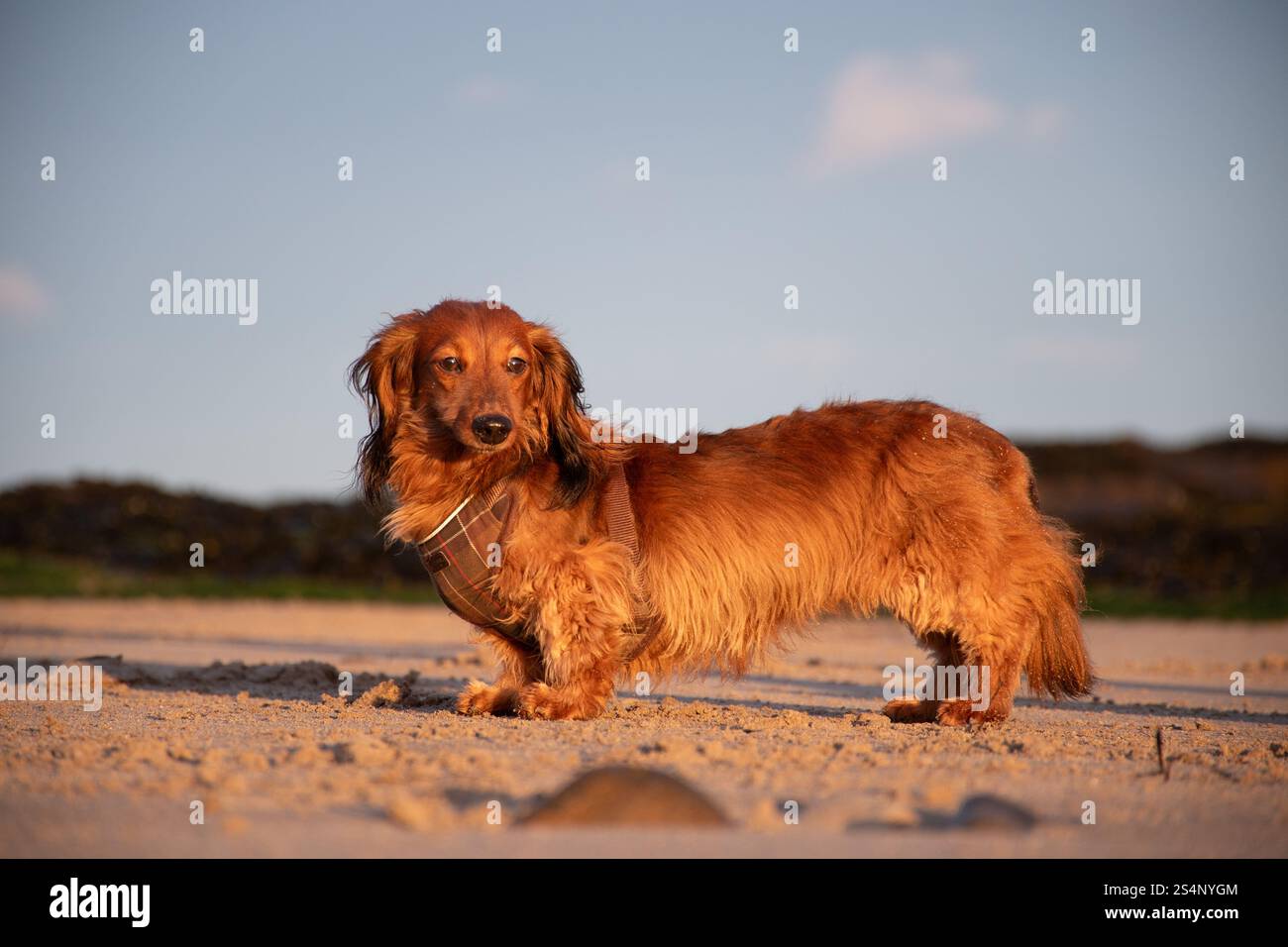Dachshund on a beach Stock Photo - Alamy