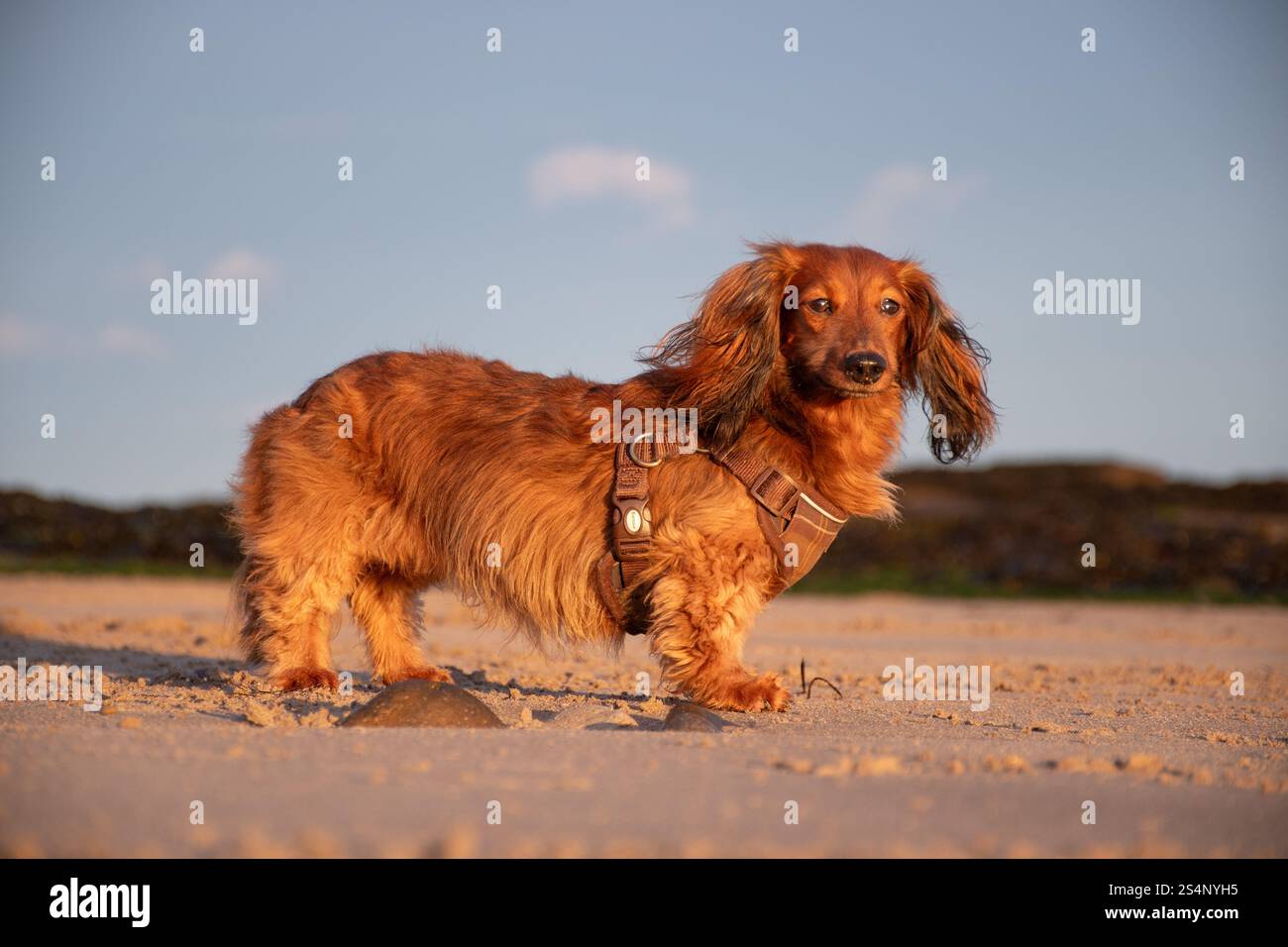 Dachshund on a beach Stock Photo - Alamy