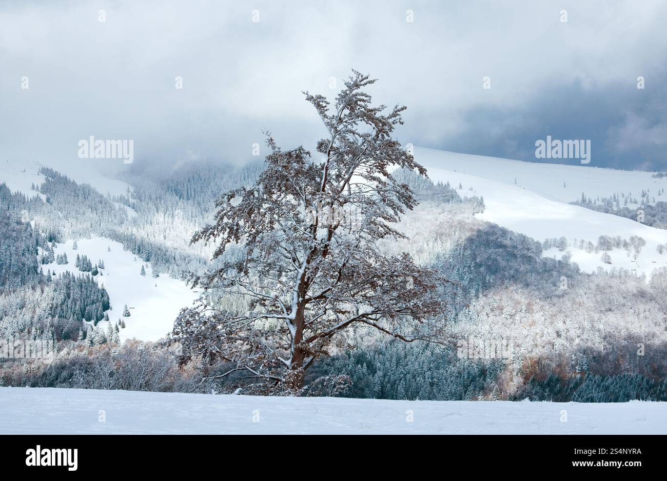 First winter snow on big beech tree in mountains and last autumn ...