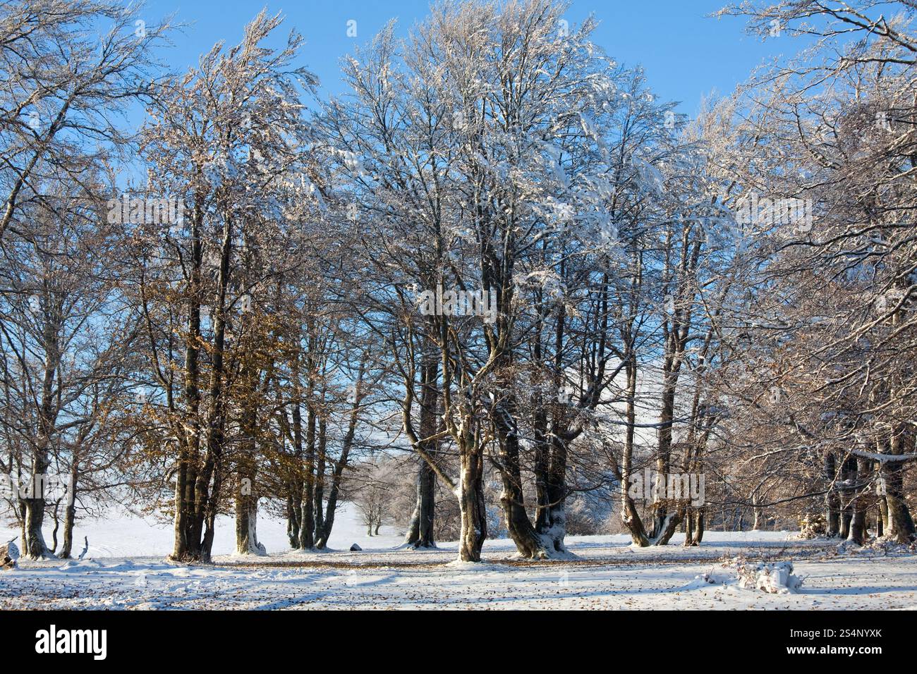 October mountain beech forest with first winter snow and last autumn ...