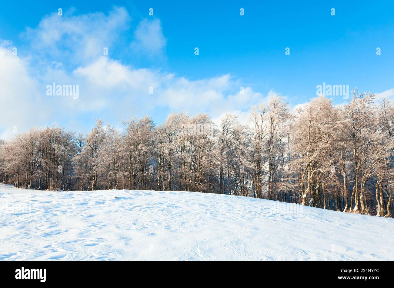 October mountain beech forest edge and first winter snow Stock Photo ...
