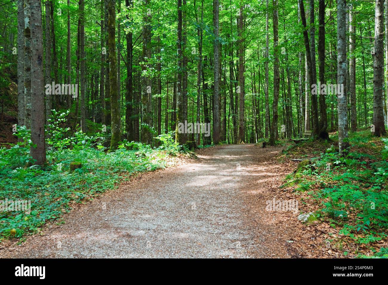 Beautiful summer forest with pathway and bench Stock Photo - Alamy