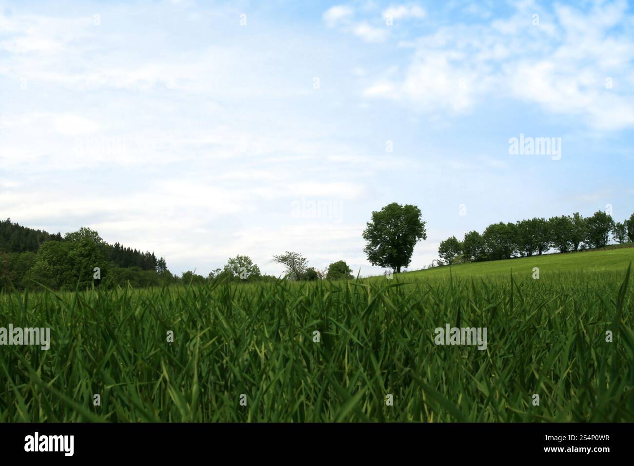 green fields under the blue sky. Quiet Spring landscape Stock Photo - Alamy